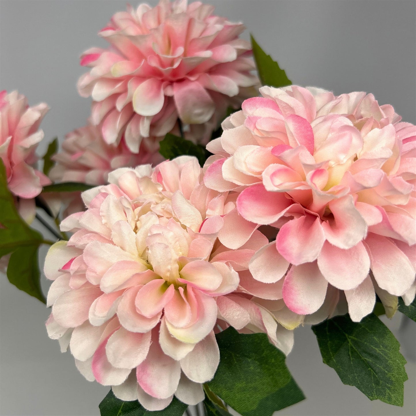 Pom Pom Dahlia Bush x7 - Light Pink - 17" | GTE – David Christopher's